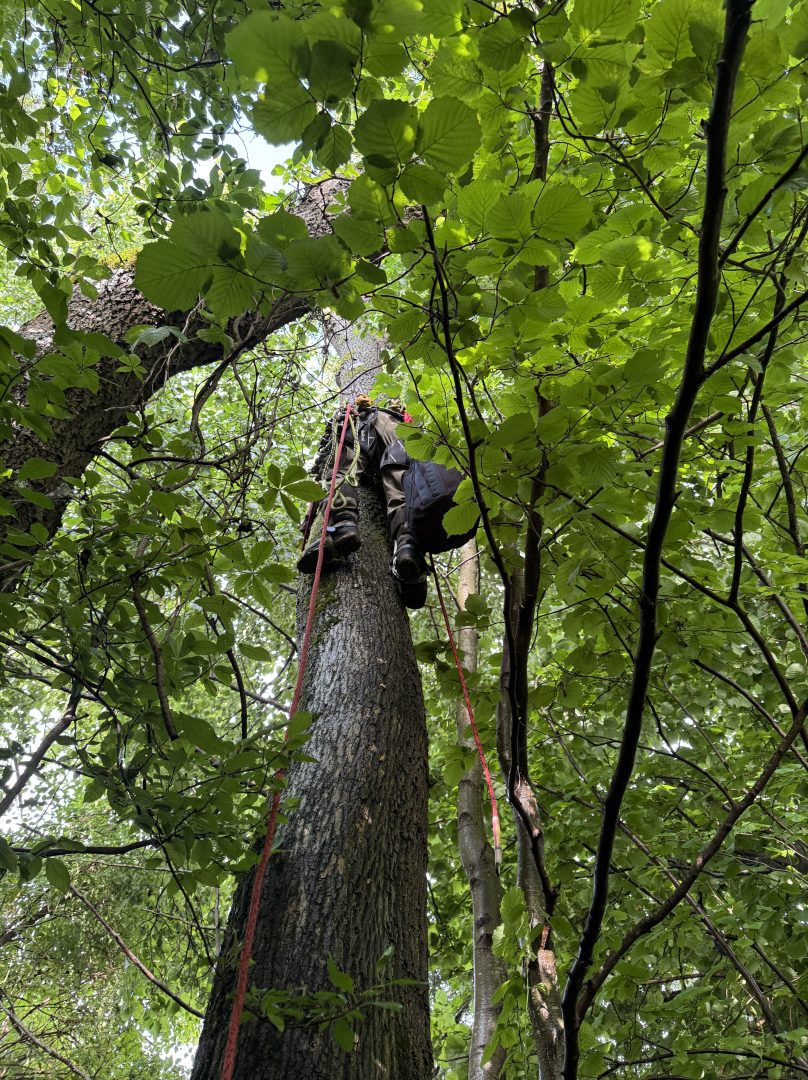 Katze in Thurnharting von Baum gerettet!