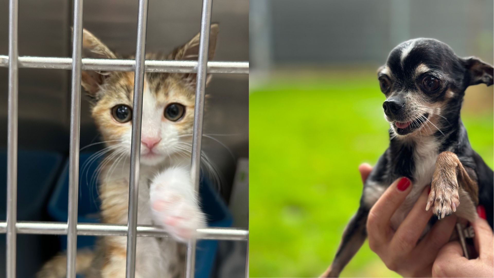 Tierheime überfüllt: So könnt ihr helfen!