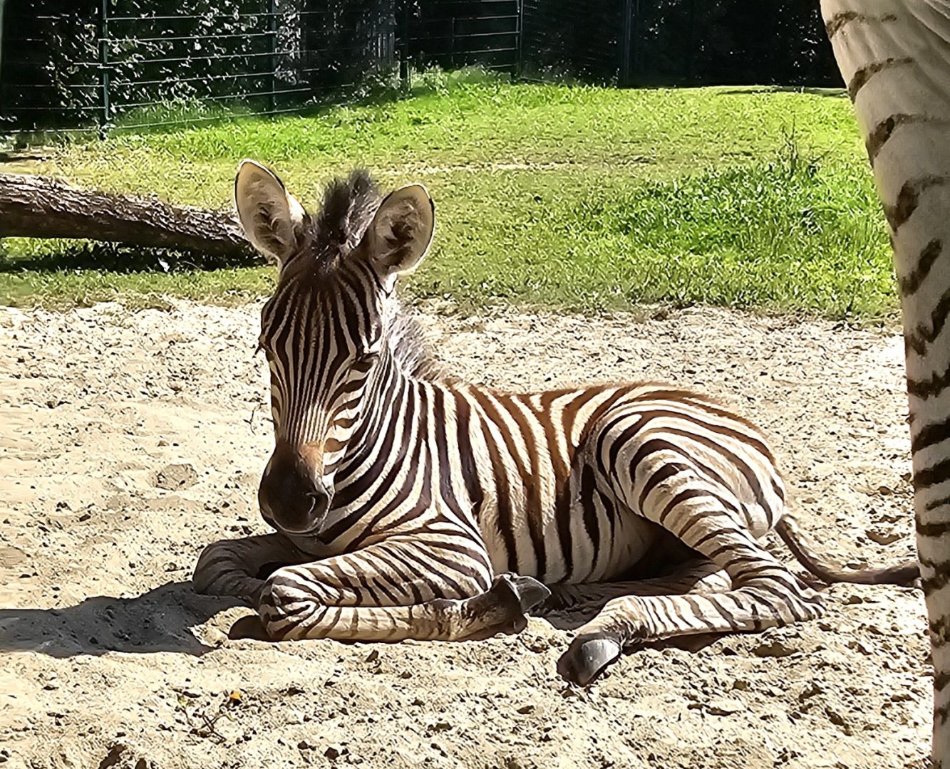 Süßer Zebra Nachwuchs im Zoo Linz | Life Radio